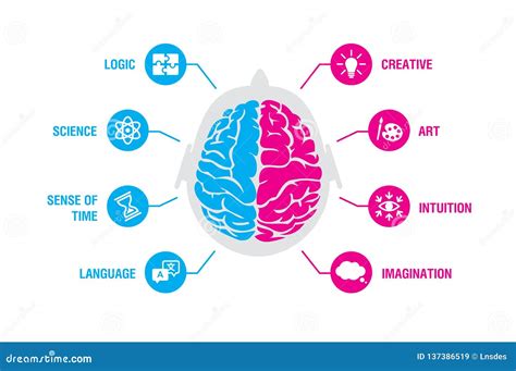 Brain Left And Right Hemispheres Infographics Vector Illustration 79899945