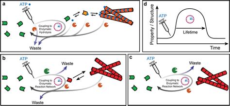 Different Implementation Routines Of Atp‐driven Self‐assemblies With