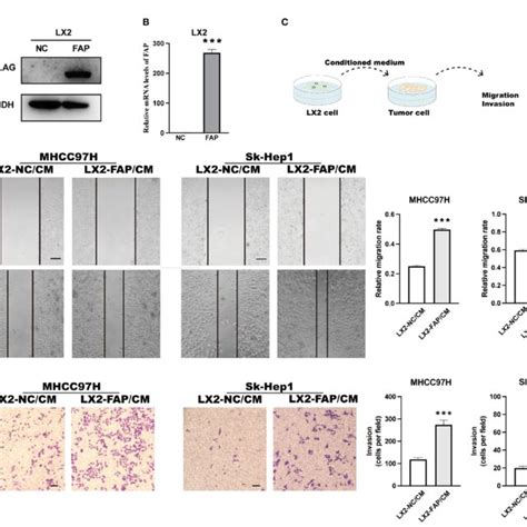 Experimental Validation Of Relationship Between Fap Expression And Download Scientific Diagram