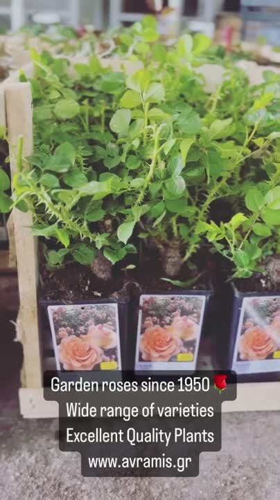 [video] Eva Avrami Posted On Linkedin