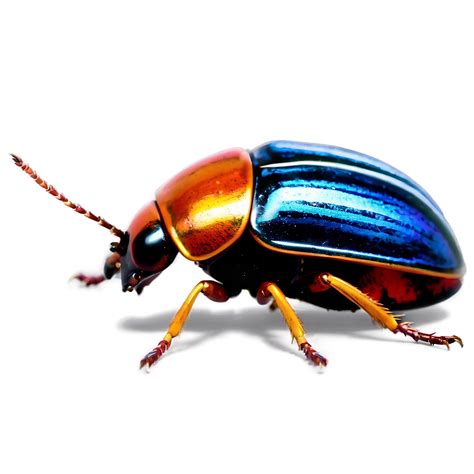 Download Animated Beetle  To Png 06242024
