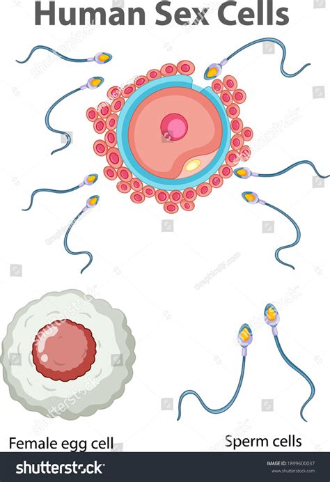 Diagram Showing Human Sex Cells On Stock Vector Royalty Free