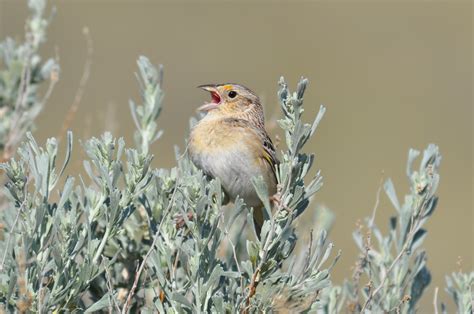 Grasshopper Sparrow Audubon Field Guide