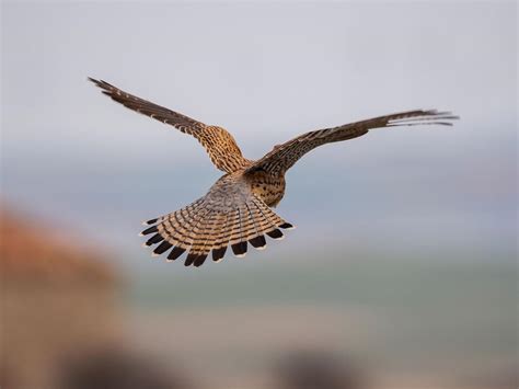 kestrel hovering a complete guide birdfact
