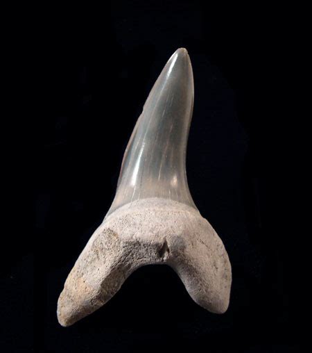Mako Shark Teeth For Sale Buriedtreasurefossils
