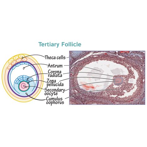 Histology Glossary Histology Ovarian Follicle Ditki Medical