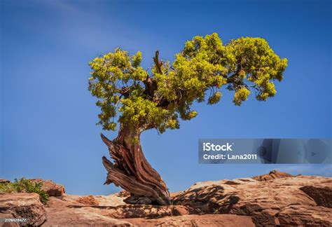 푸른 하늘을 가로질러 유타 주립공원에서 자라는 주니퍼 나무 0명에 대한 스톡 사진 및 기타 이미지 0명 경관 고독 개념 Istock