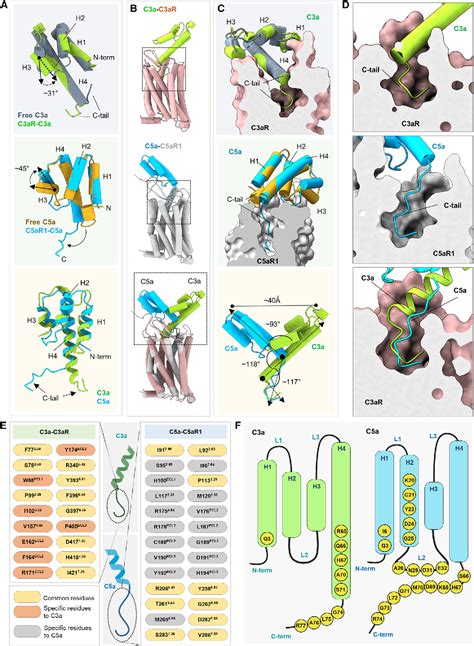Figure 3 From Molecular Basis Of Anaphylatoxin Binding Activation And Signaling Bias At