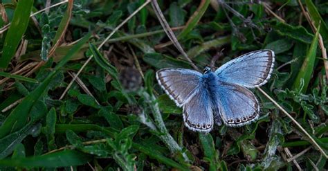 Exploring The Rarest Butterflies In The World A Z Animals