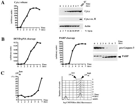 Mitochondrial Cytochrome C Release In Apoptosis Occurs Upstream Of Devd‐specific Caspase