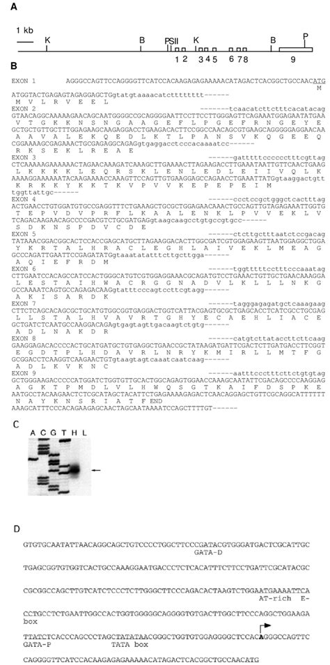 Structural Organization Of The Carp Genomic Dna A Structure And Download Scientific Diagram