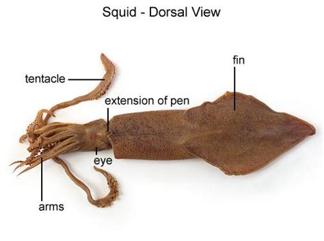 Squid Internal Anatomy Worksheet
