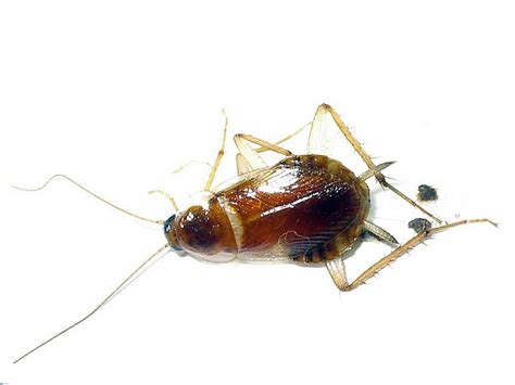 How To Identify The Brown Banded Cockroach Cockroachcontroltorontoca