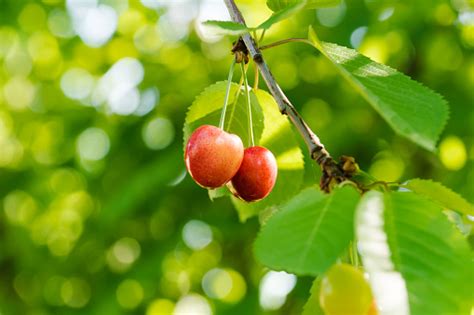 잘 익은 큰 과일을 가진 벚꽃 나뭇 가지입니다 녹색 잎과 흐릿한 배경으로 벚꽃 나뭇가지에 매달려 있는 체리 초여름 수확 직전에 나뭇가지에 있는 빨간색과 달콤한 체리 개체