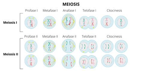 What Is Meiosis Adntro