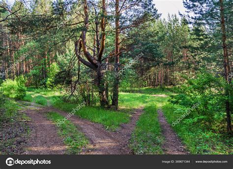 Fork In The Road Woods