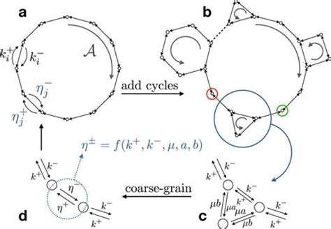 Robust Oscillations In Multi Cyclic Markov State Models Of Biochemical Clocks The Journal Of