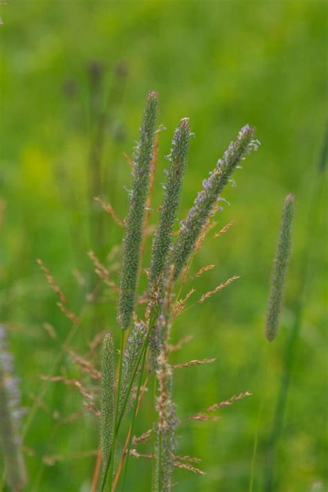How To Grow Phleum Pratense Earthone
