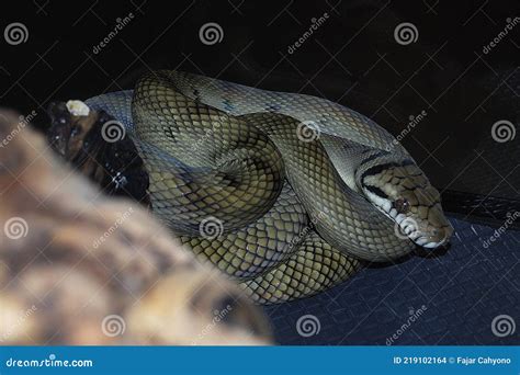 Amethystine Python Snake Stock Photography CartoonDealer Com