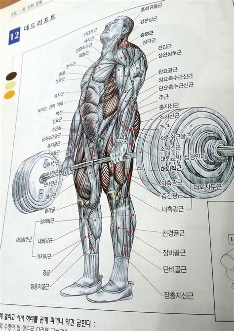 데드리프트 등운동다리운동전신운동 휘트니스존둔촌동pt둔촌동헬스 네이버 블로그