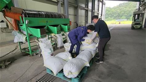 가격 보면 깜짝 놀랄 밤 수매현장 마지막 때의 추수도 이와 비슷하겠죠 수확 세척 선별 분류 포장 Youtube