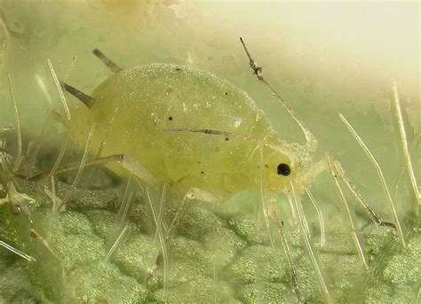 Pest Insect Population Dynamics Alchetron The Free Social Encyclopedia