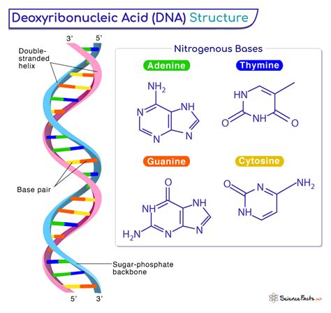 Dna Definition Discovery Structure Functions And Labeled Diagram