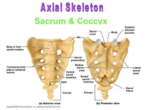 Human Skeletal System Movement And Locomotion
