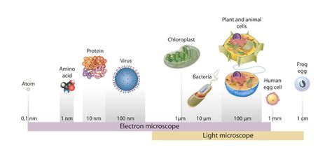 Structures Of An Atom Teas Nursehub