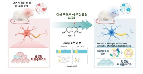 동아대 연구팀 미토파지 촉진 기반 치매 치료 물질 개발