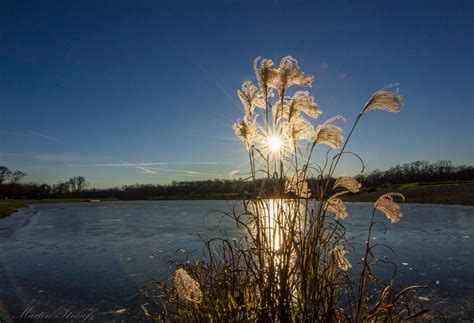 무료 이미지 경치 바다 연안 나무 자연 대양 수평선 구름 하늘 태양 해돋이 일몰 햇빛 아침 육지 꽃 호수 새벽 갈대 황혼 저녁 반사