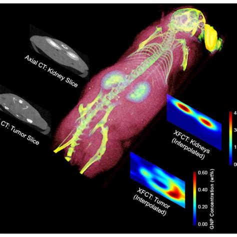 Illustration Of The Possibility Of Quantitative Multimodal Imaging Of Download Scientific
