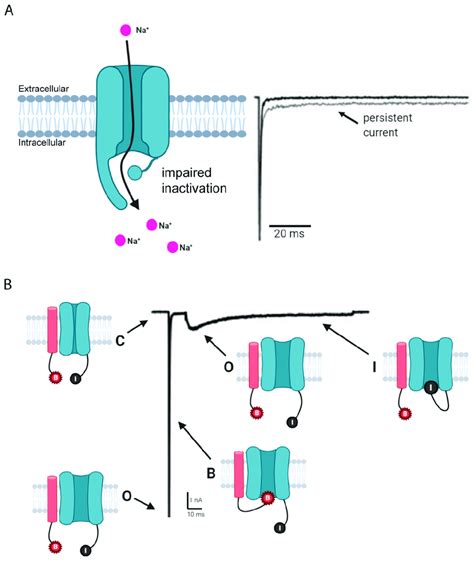 Persistent And Resurgent Sodium Currents A Schematic Of Persistent Download Scientific