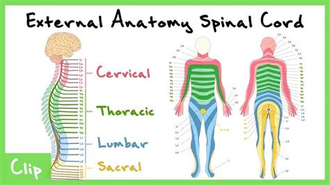 Thoracic Spinal Nerves Anatomy