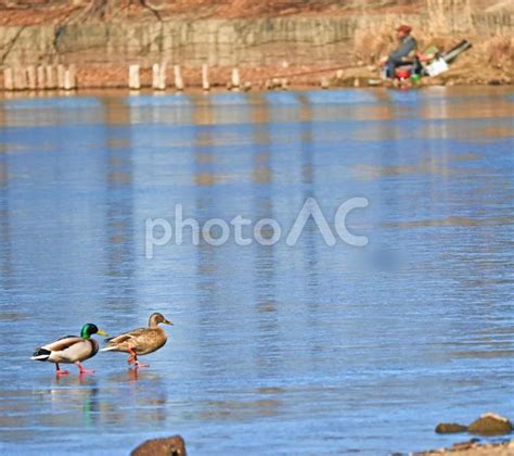 氷の上を歩くマガモ No 28315184｜写真素材なら「写真ac」無料（フリー）ダウンロードok