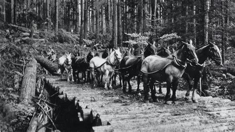 Grays Harbor History The Simpson Logging Company Graysharbortalk
