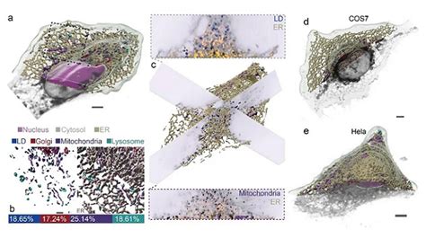 targeting labeling conventions scientists boost live cell imaging