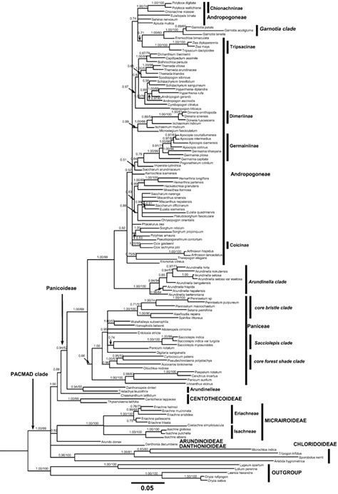 bayesian consensus tree from the combined analysis trnl f atpβ rbcl
