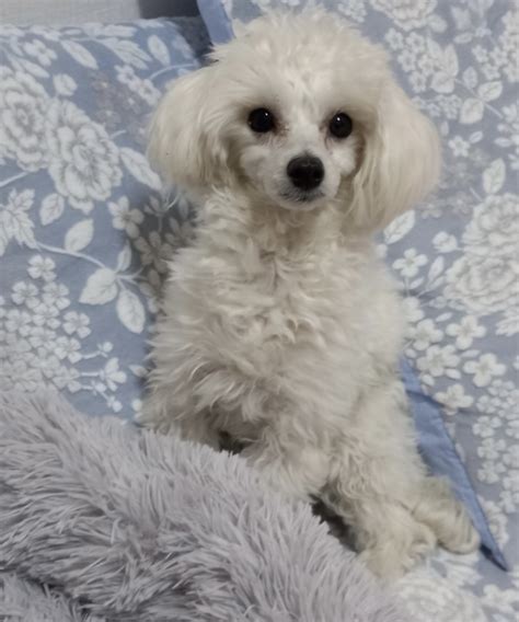 21년 10월 20일생 흰색 말티푸 분양합니다 유기견 무료분양 And 강아지 고양이 입양 사이트 유기견보호센터