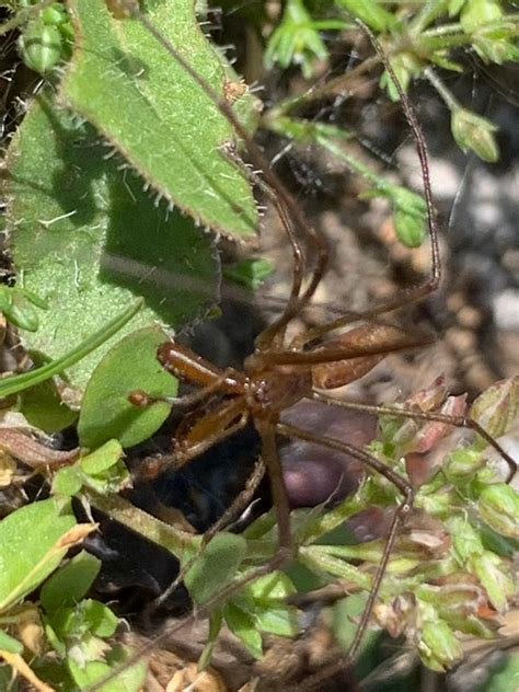 Help Identifying This Spider R Spiders