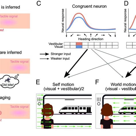 Multisensory Integration And Causal Inference A When A Common Cause Download Scientific