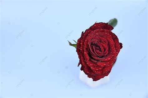 이슬이 맺힌 붉은 장미 배경 및 무료 다운로드를위한 그림 Pngtree