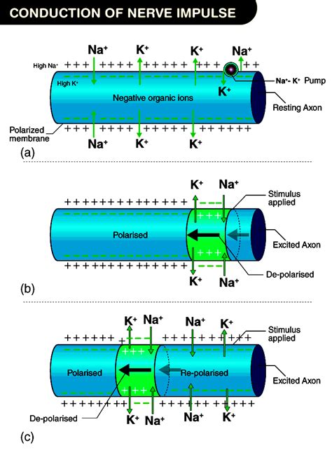 Understanding The Conduction Of Nerve Impulse