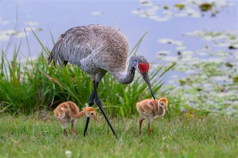 Different Types Of Crane Birds And Their Unique Features