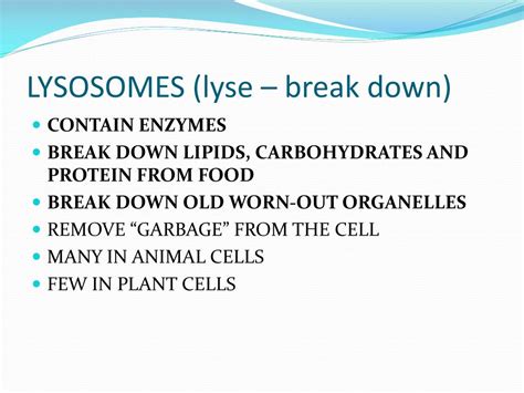 Ppt Cell Organelles Powerpoint Presentation Free Download Id2474352