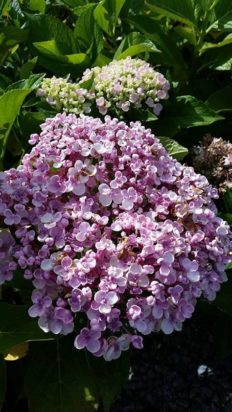 Prometheus Hydrangea Macrophylla Cv Ayesha Unusual Among Hydrangea Macrophylla Cultivars