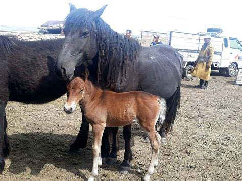 Эдгээр гүүг хайж байна