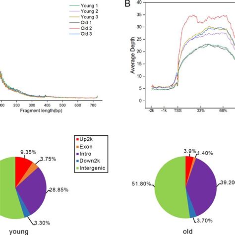 Atac Seq Chromatin Accessibility Analysis In Young And Old Sat A