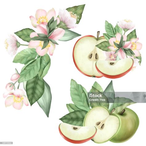 잘 익은 녹색과 빨간색 사과와 피는 사과 나무 가지 봄 사과 꽃다발 흰색 배경에 손으로 그린 고립 된 그림 세트 사과에 대한 스톡 벡터 아트 및 기타 이미지 Istock