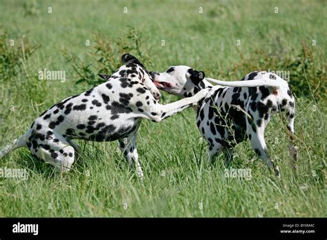spielende Dalmatiner / playing Dalmatians Stock Photo - Alamy